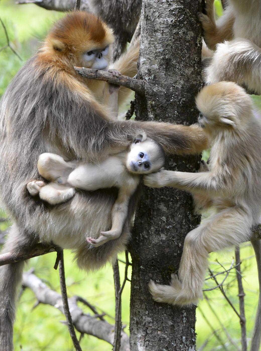 Le scimmie dorate della provincia di Hubei [GALLERY]