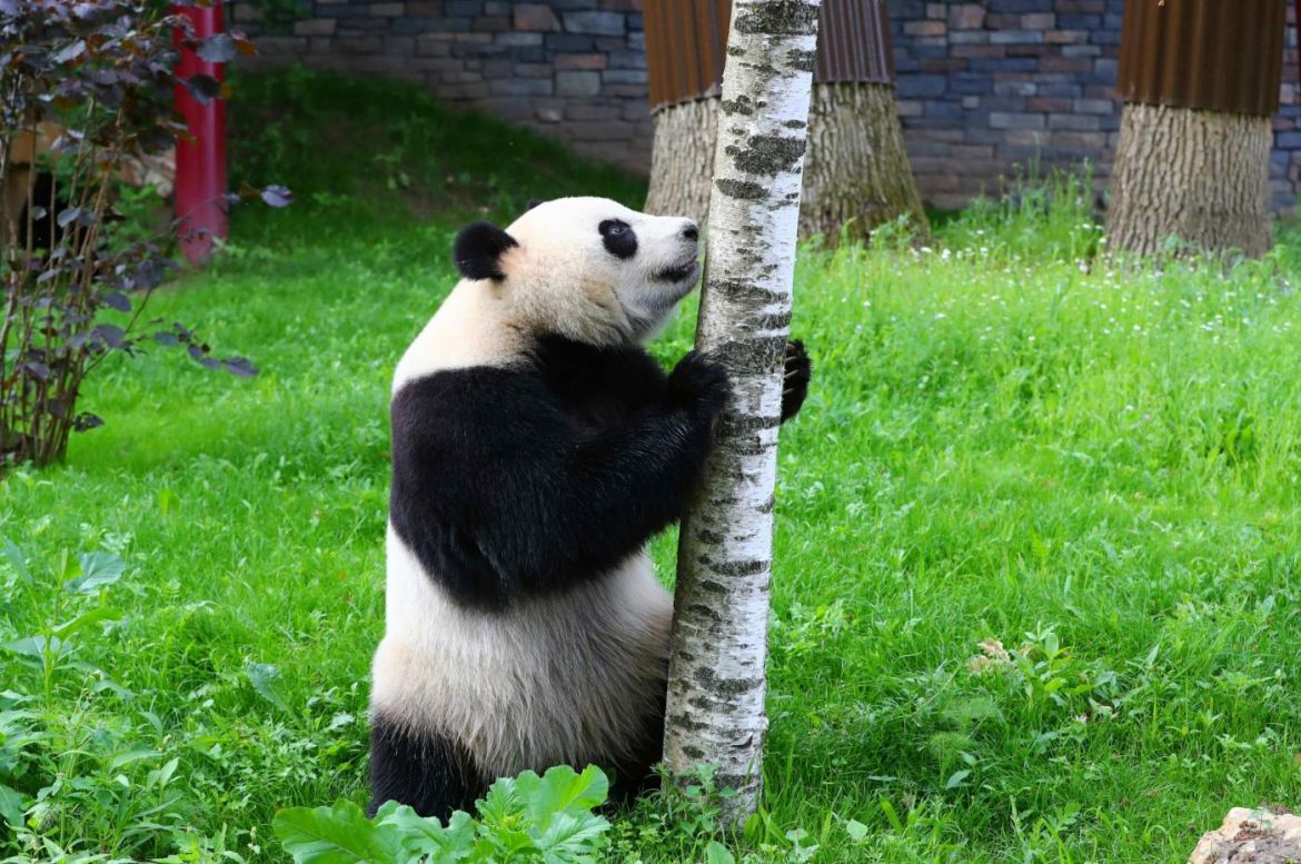 Cina: un panda Haizi dà alla luce due piccoli gemelli a 23 anni