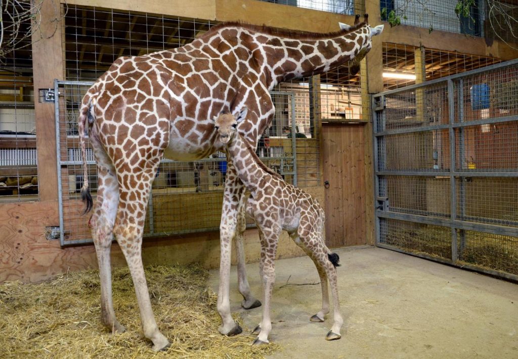 Piccolo di giraffa nato al Noah's Arck Zoo Farm di Wraxall [GALLERY]