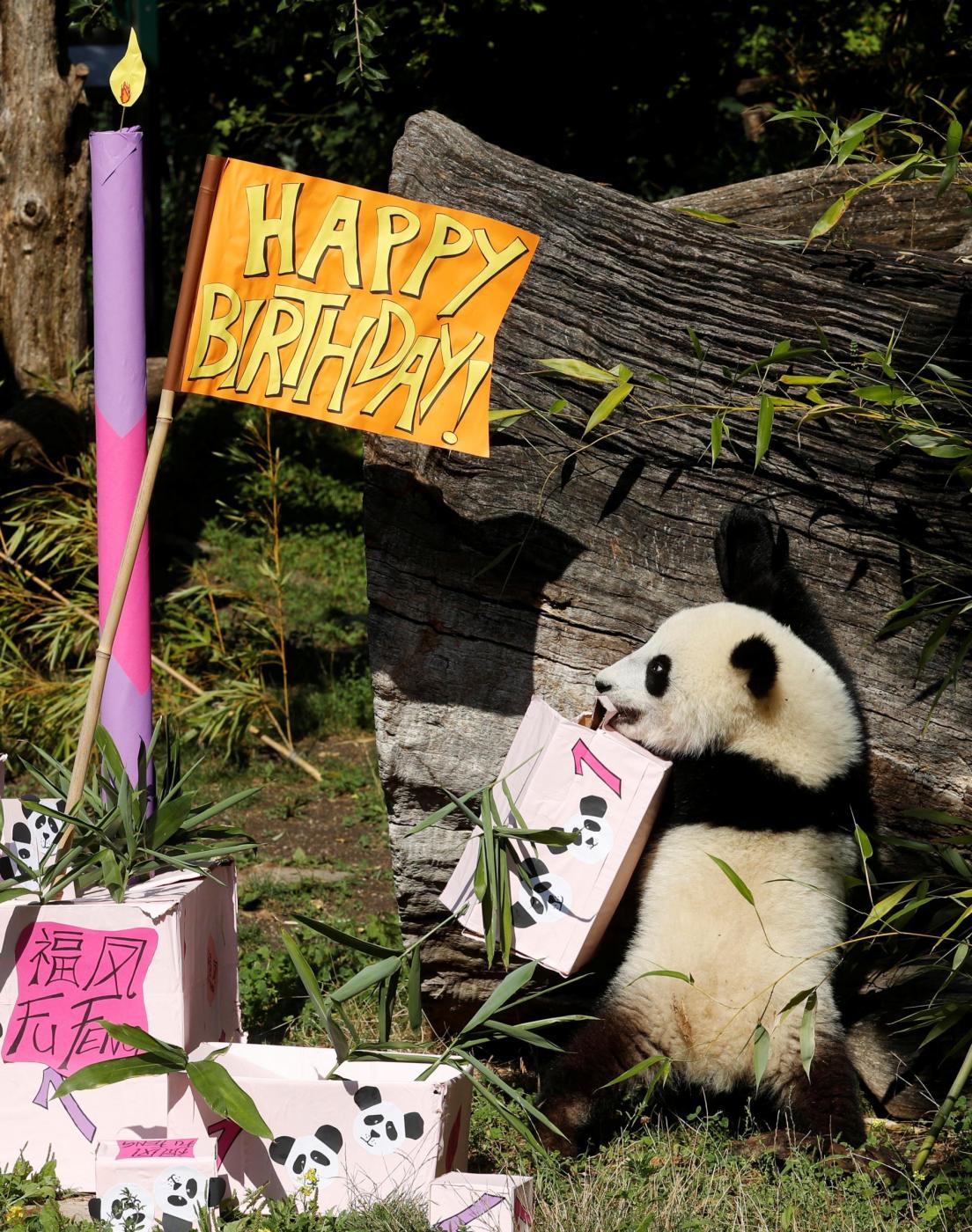 I panda gemelli dello zoo di Vienna festeggiano un anno [GALLERY]