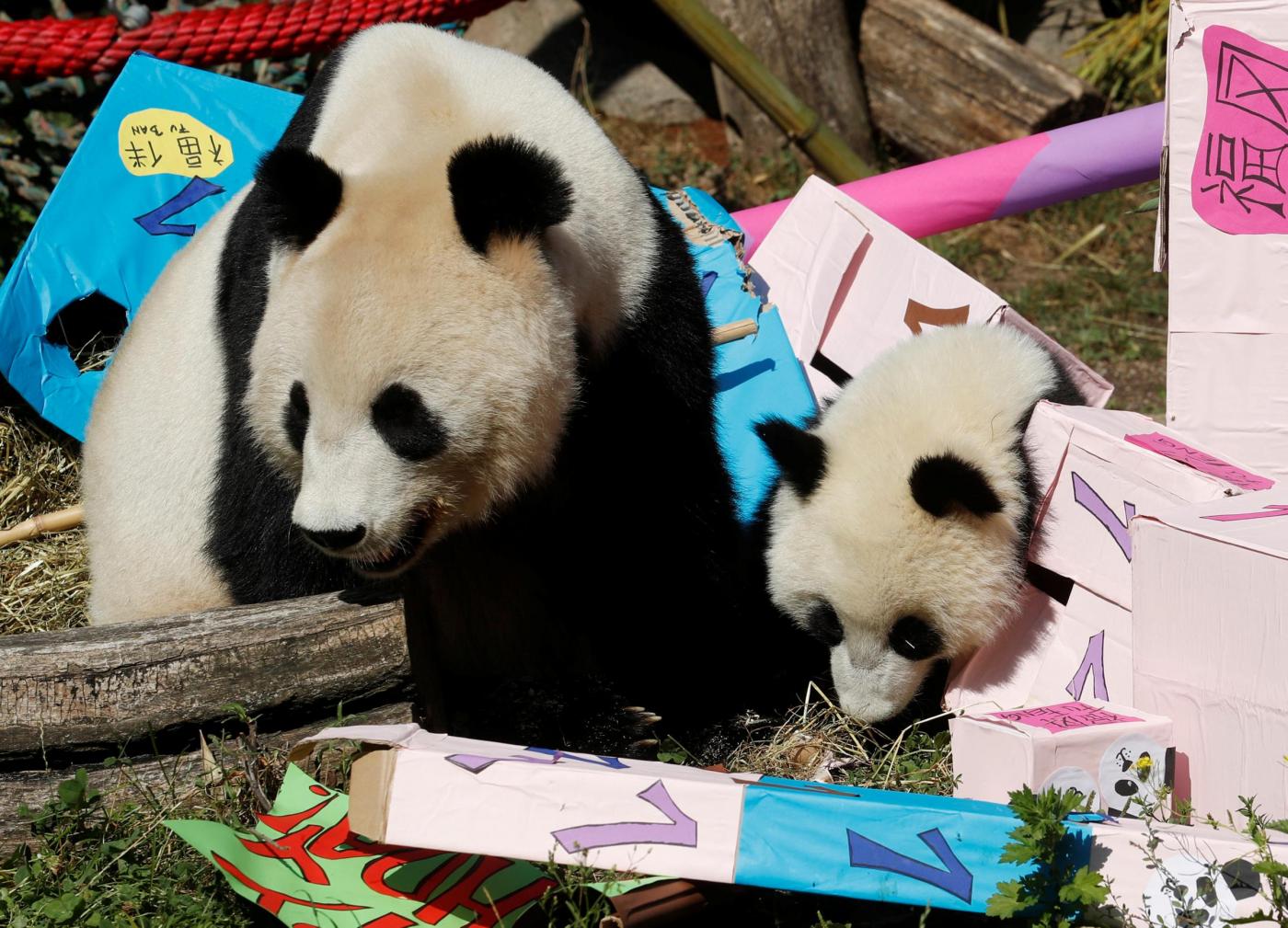 I panda gemelli dello zoo di Vienna festeggiano un anno [GALLERY]
