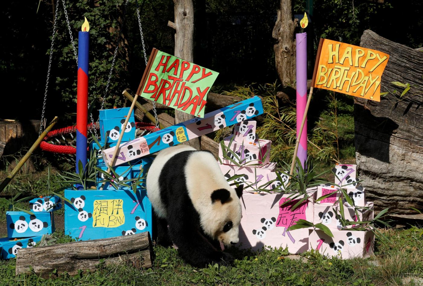 I panda gemelli dello zoo di Vienna festeggiano un anno [GALLERY]
