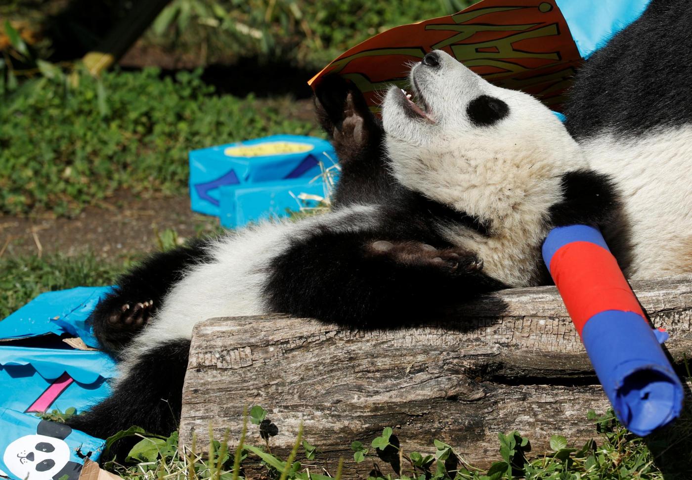 I panda gemelli dello zoo di Vienna festeggiano un anno [GALLERY]
