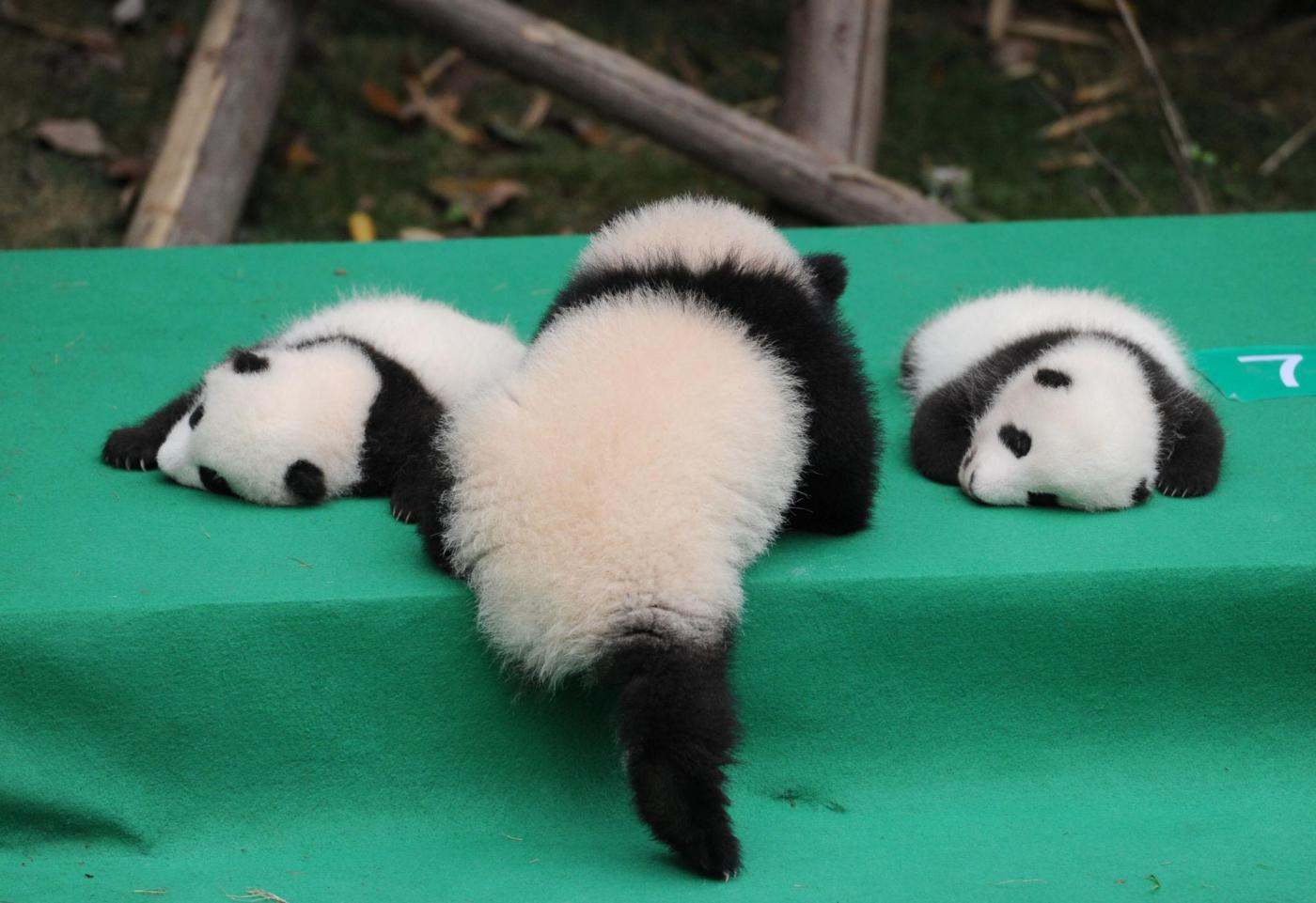 Cina: nati 10 cuccioli di panda giganti al centro di allevamento e ...