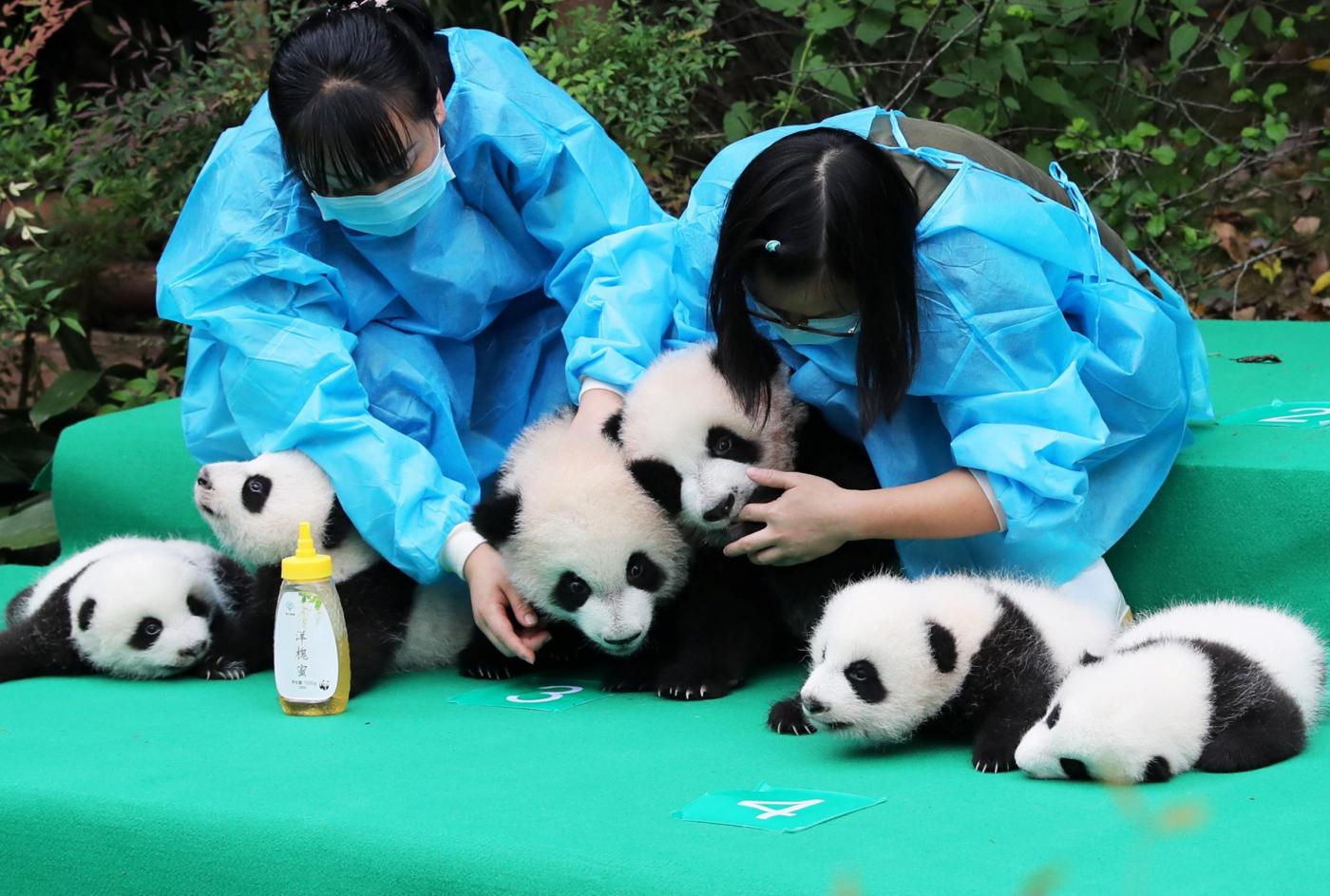 Cina: nati 10 cuccioli di panda giganti al centro di allevamento e ...