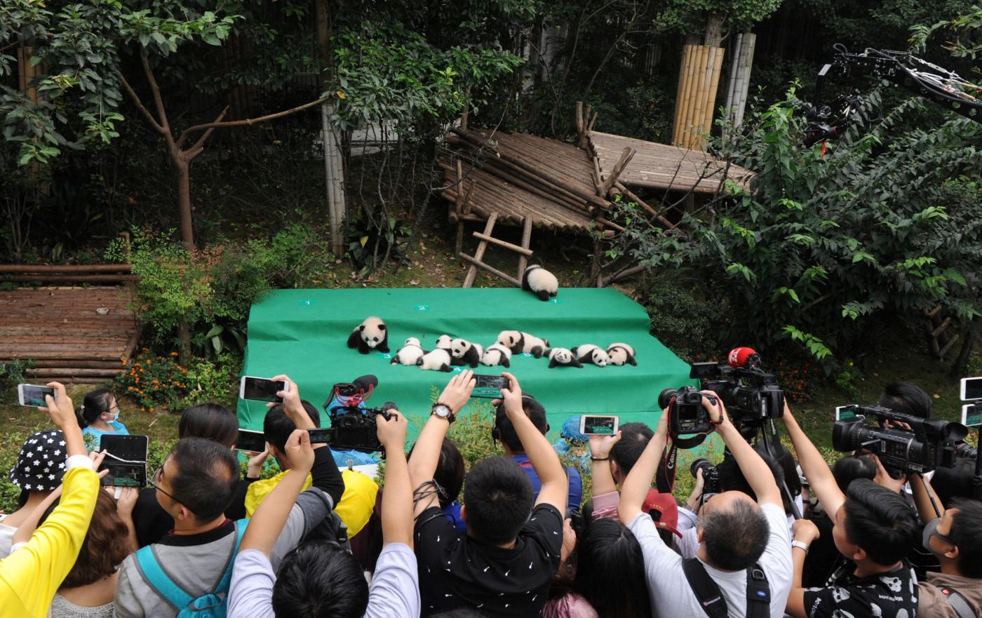 Cina: nati 10 cuccioli di panda giganti al centro di allevamento e ...