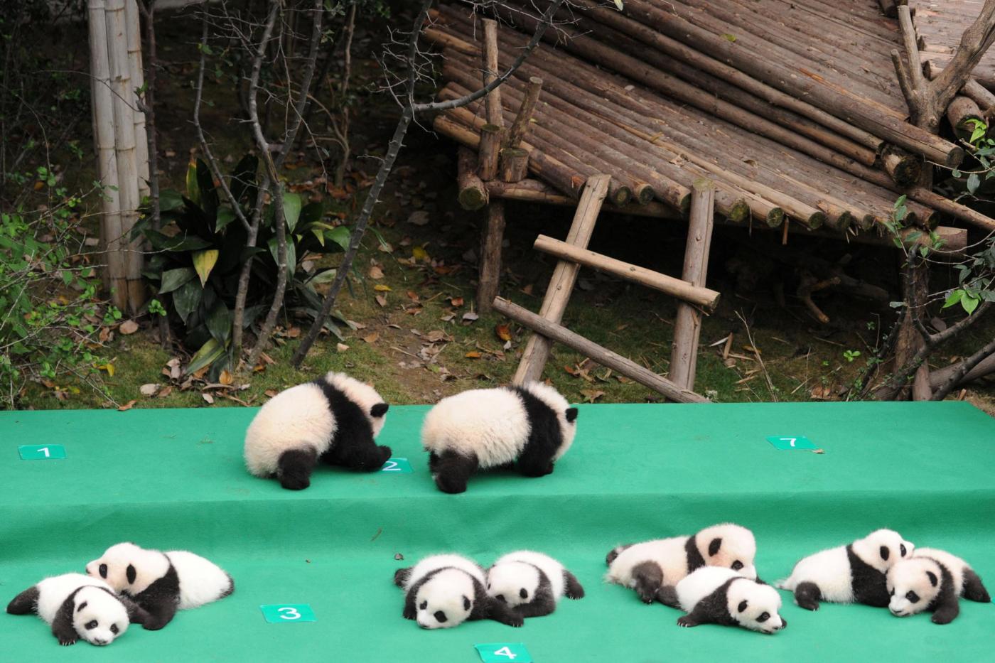 Cina: nati 10 cuccioli di panda giganti al centro di allevamento e ...