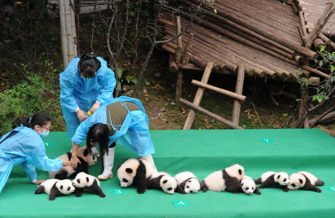 Cina: nati 10 cuccioli di panda giganti al centro di allevamento e ...
