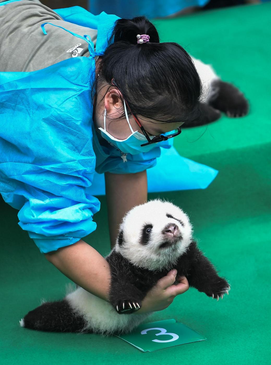 Cina: nati 10 cuccioli di panda giganti al centro di allevamento e ...