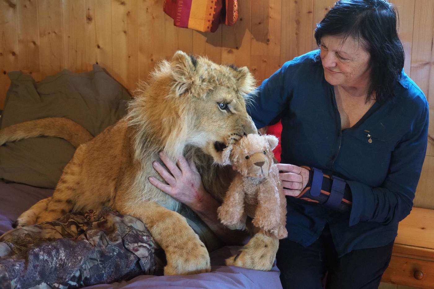 Francia, leone cresce nella casa dei proprietari di uno Zoo privato [FOTO]