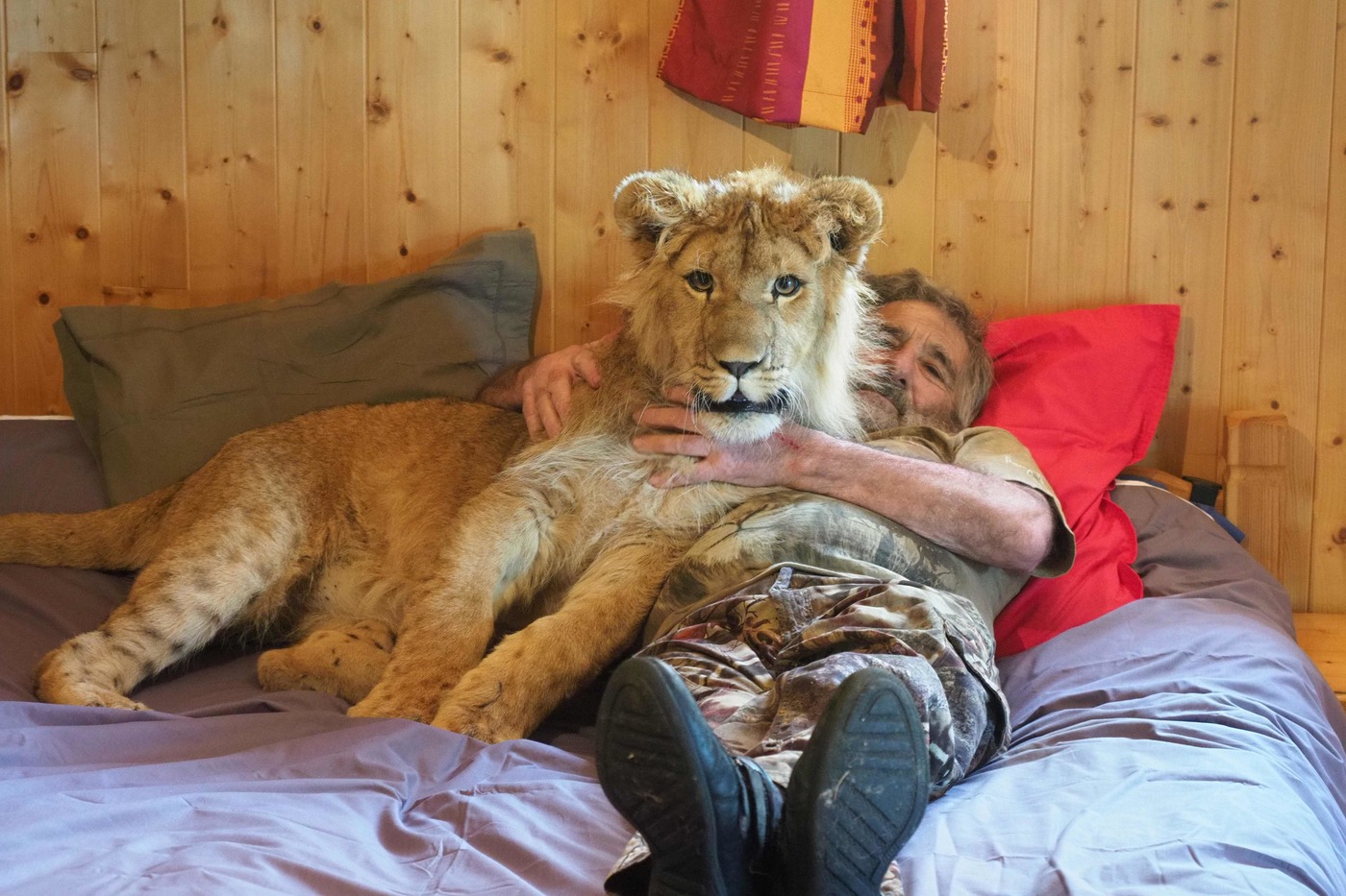 Francia, leone cresce nella casa dei proprietari di uno Zoo privato [FOTO]