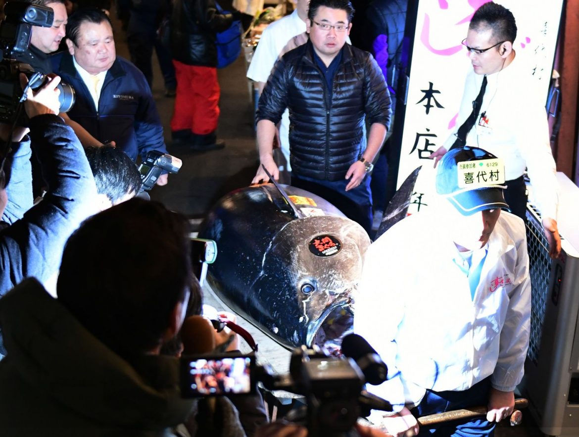 Tokyo, tonni da record al nuovo mercato del pesce di Toyosu [GALLERY]