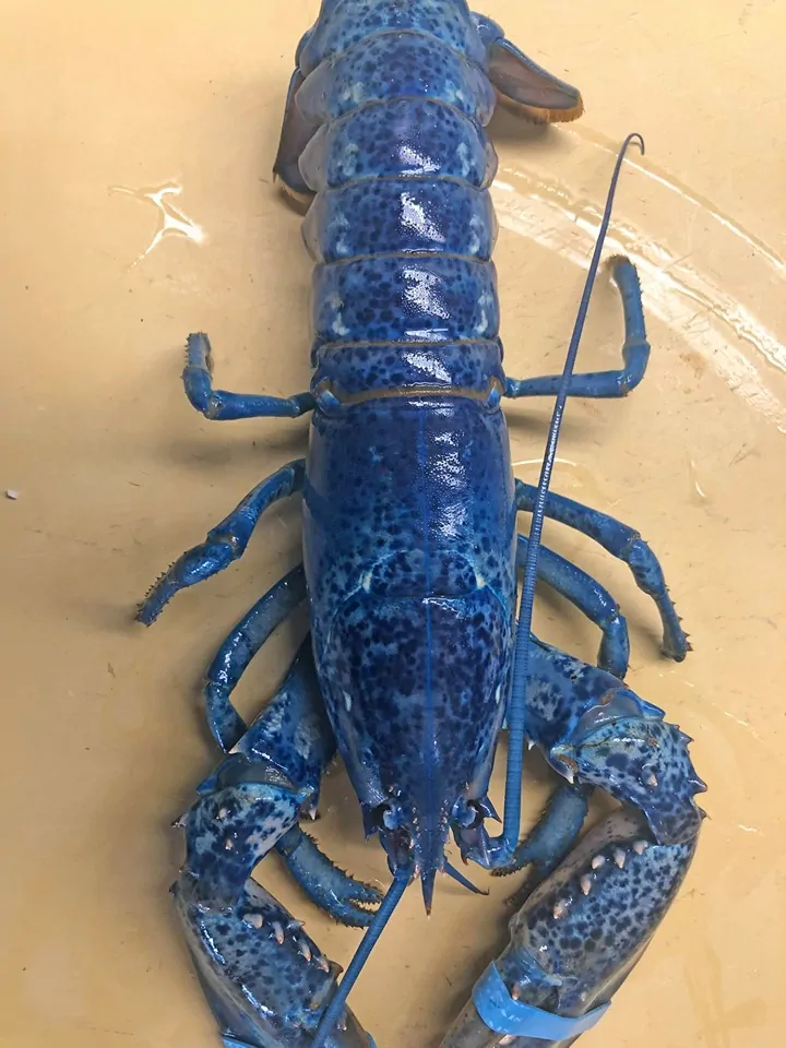 Rarissimo astice blu nelle spedizioni del pesce di un ristorante USA ...
