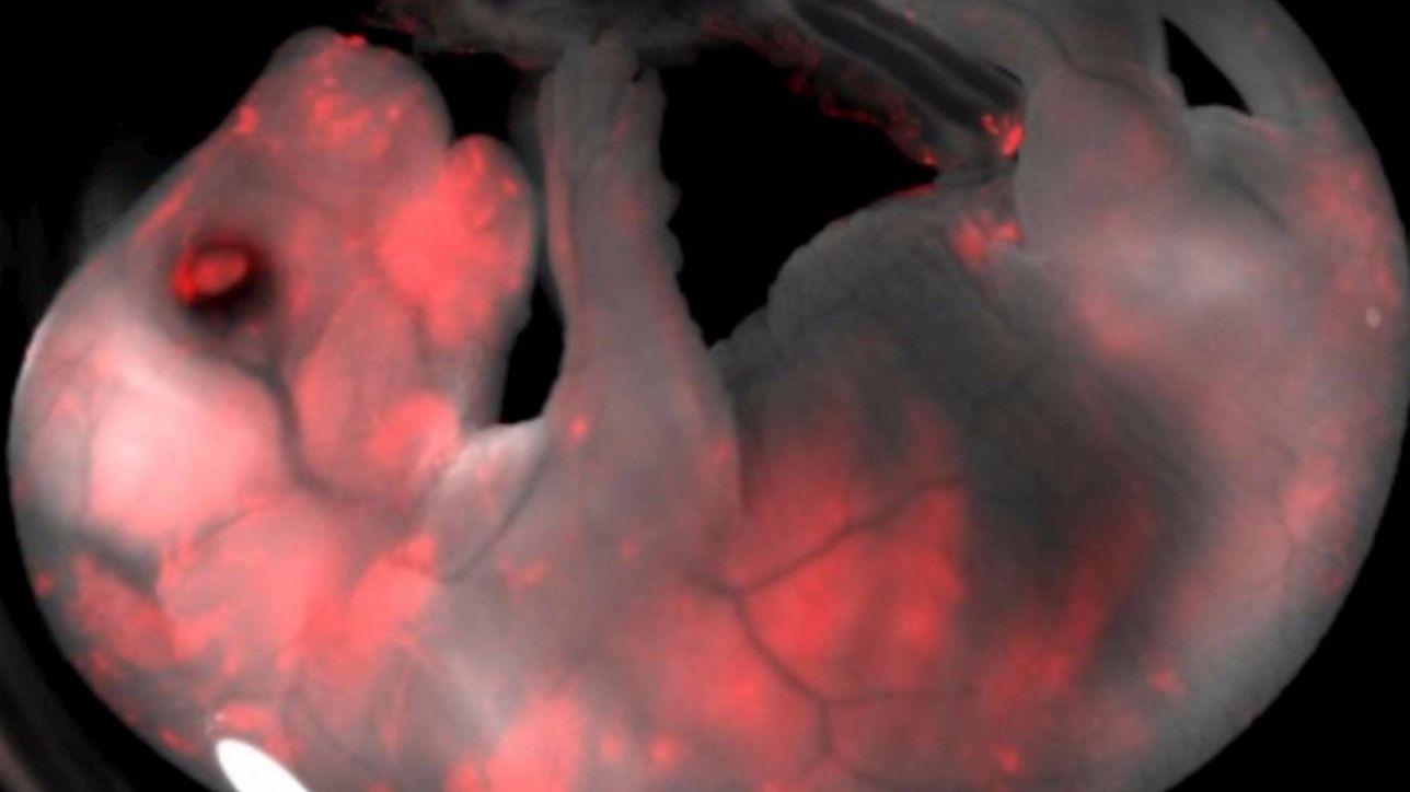 Via libera ai primi embrioni 'chimera': cellule umane cresceranno negli ...