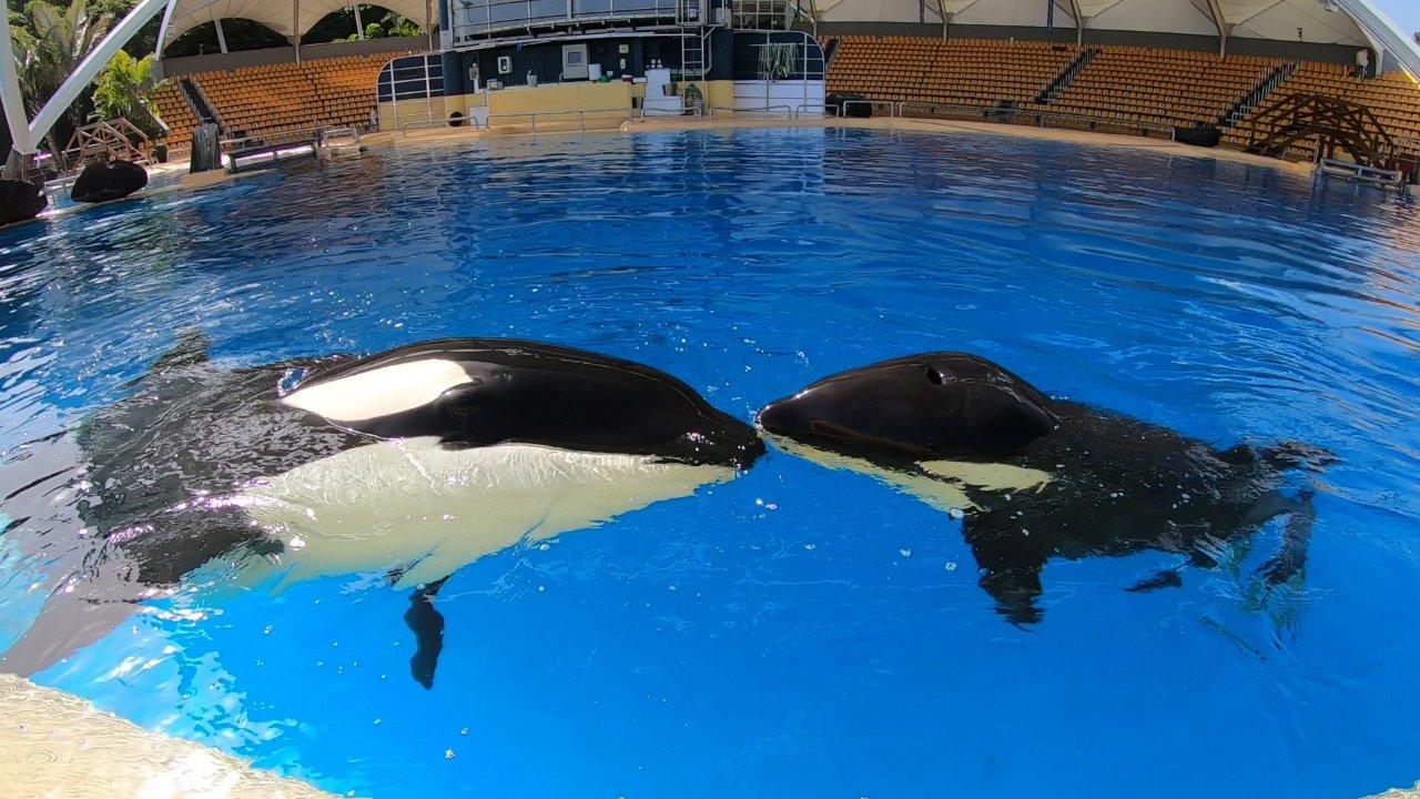 10 anni fa veniva salvata Morgan: la storia di sopravvivenza dell’orca ...