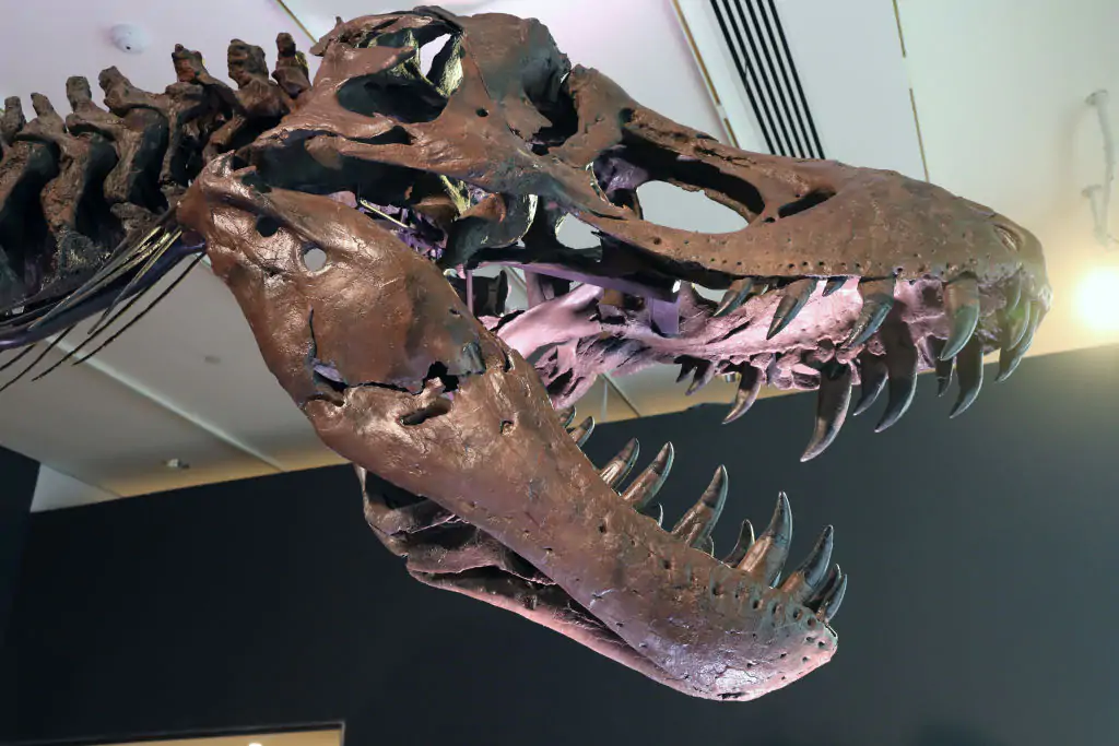 Stan il T-Rex re delle aste: uno scheletro da 8 milioni di dollari ...