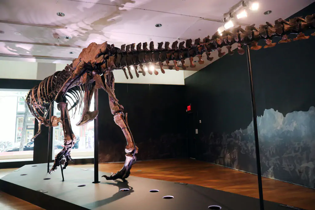 Stan il T-Rex re delle aste: uno scheletro da 8 milioni di dollari ...