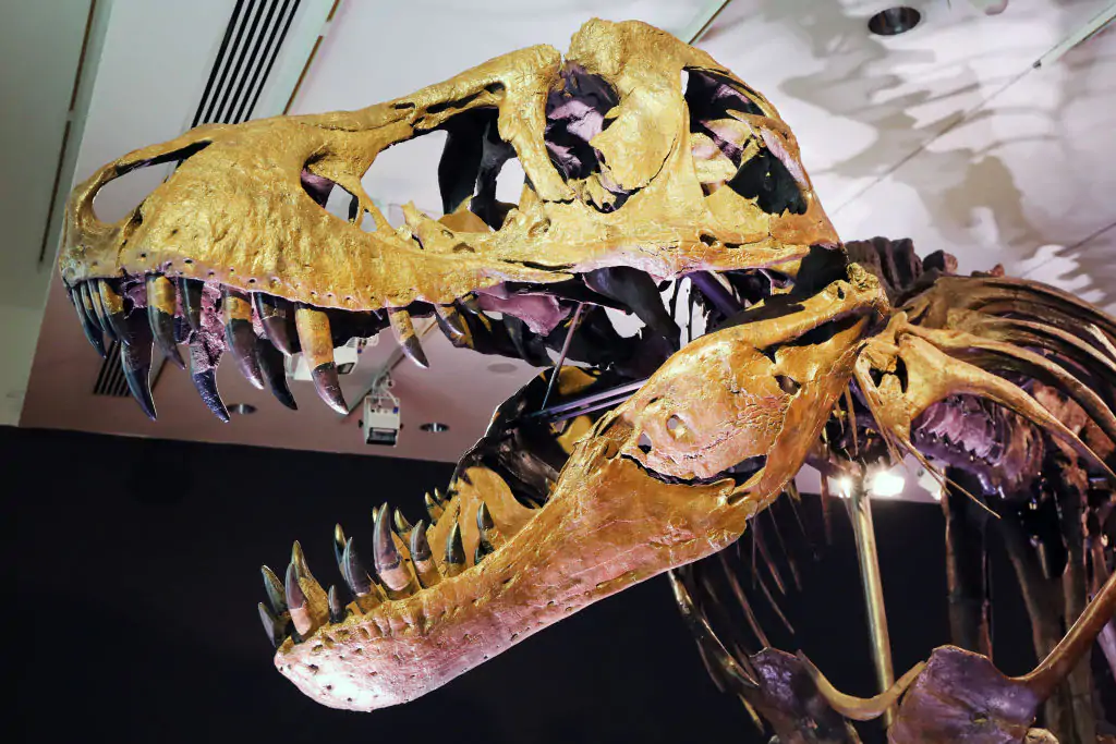 Stan il T-Rex re delle aste: uno scheletro da 8 milioni di dollari ...