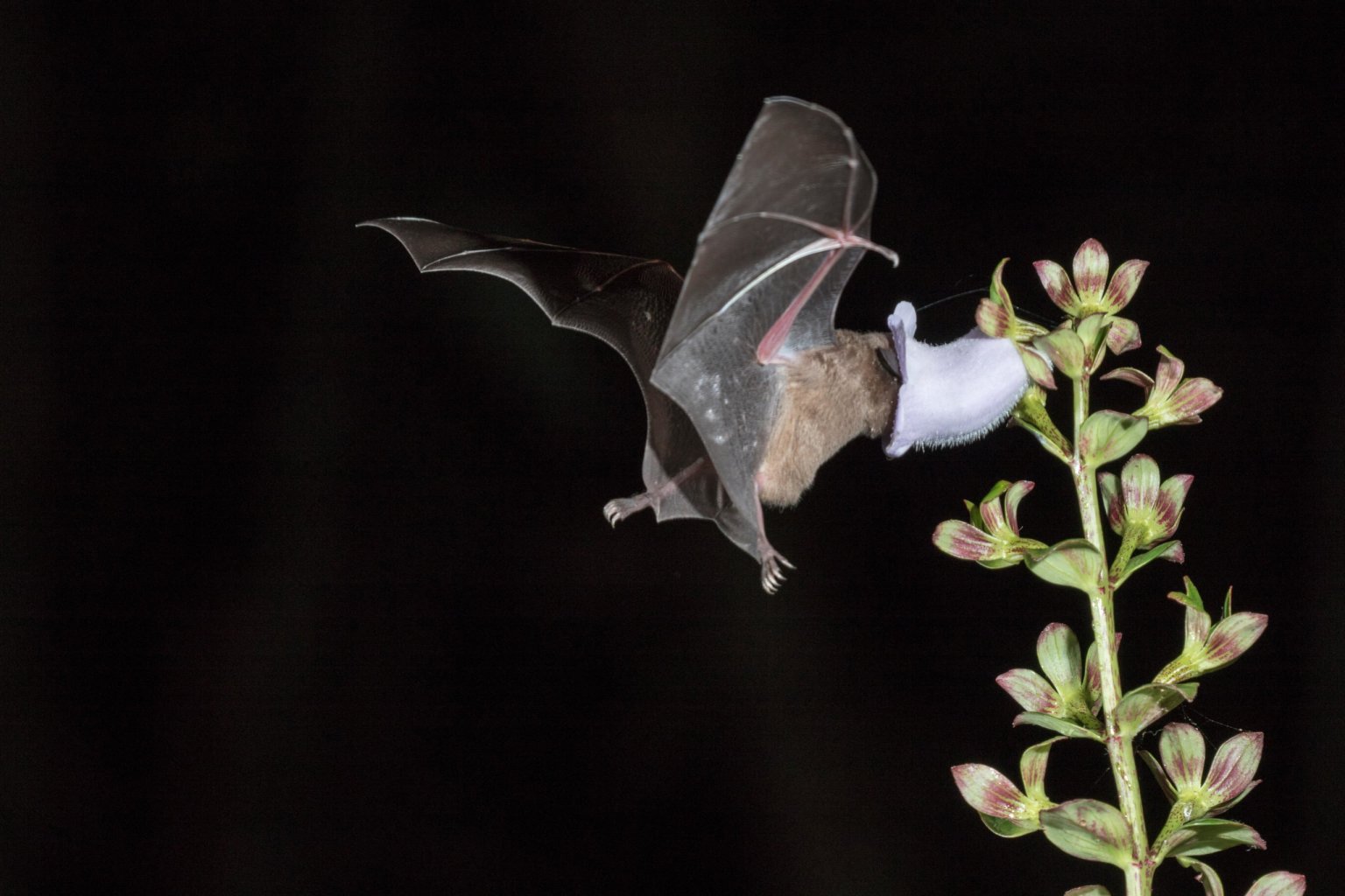 I pipistrelli impollinano come le api e questa pianta tropicale non può ...