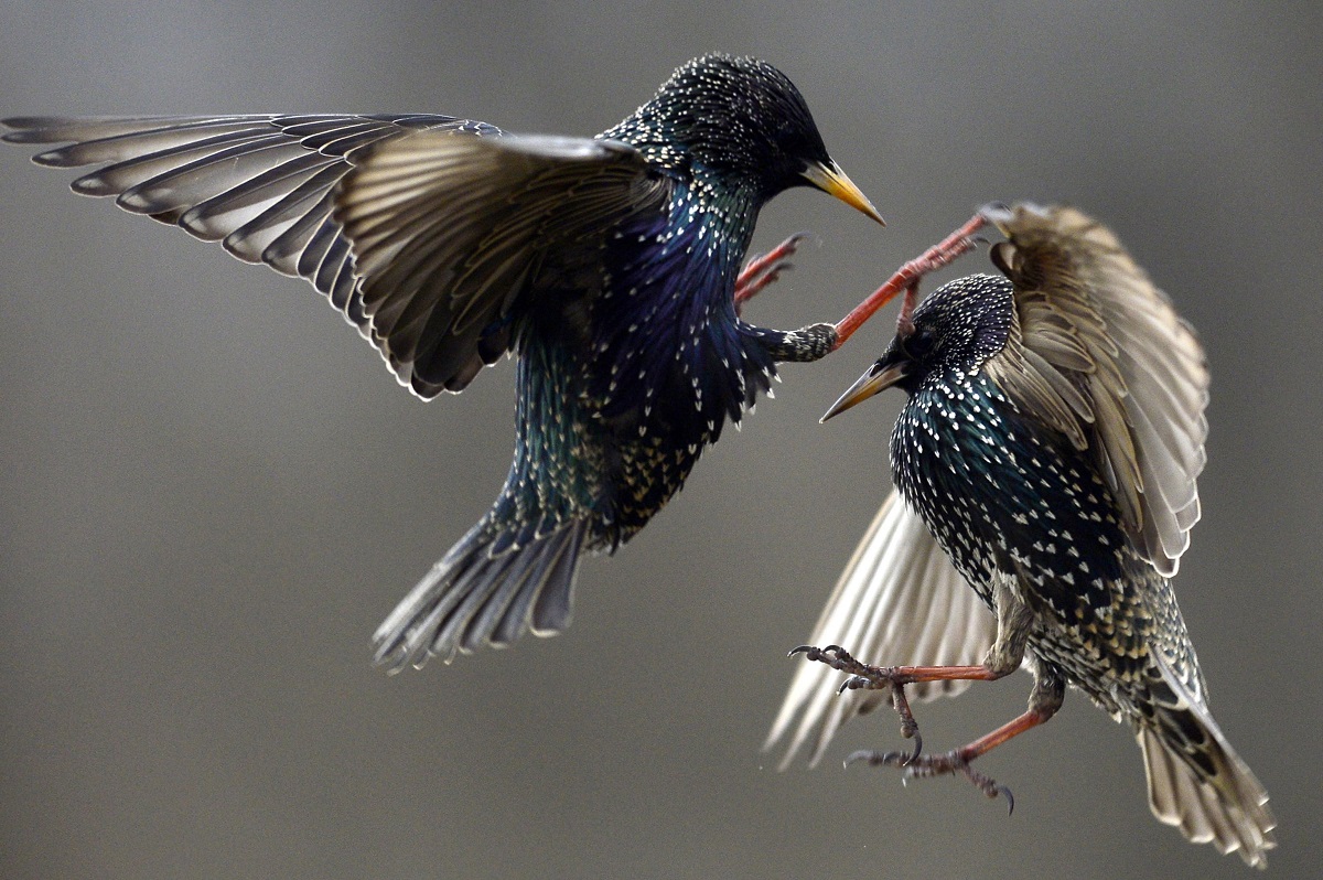 Il colore degli uccelli come indicatore dello stato di salute ambientale
