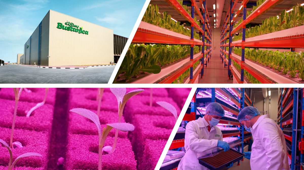 Apre a Dubai la più grande vertical farm al mondo | FOTO