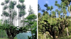 Daisugi, l'antichissima tecnica che consente al Giappone di produrre ...