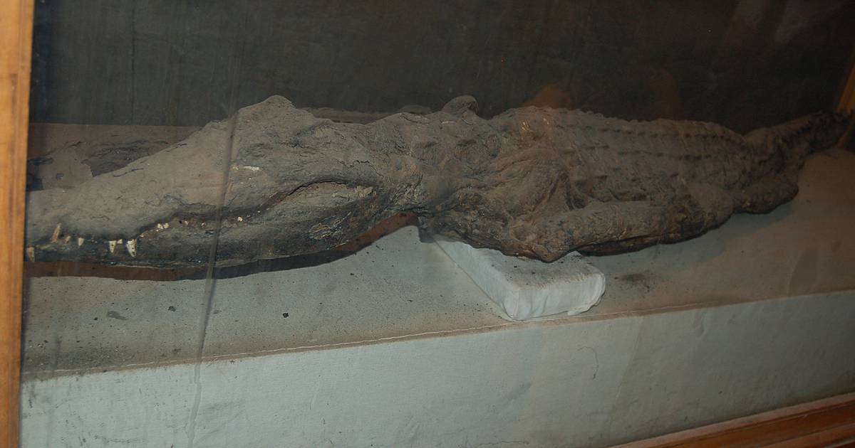 Archeologia, nuova scoperta di coccodrilli mummificati in una tomba ...