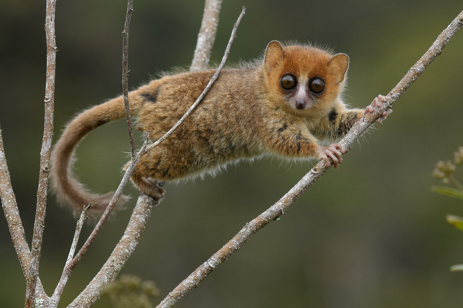 Madagascar: troppe specie in via di estinzione, biodiversità a rischio ...