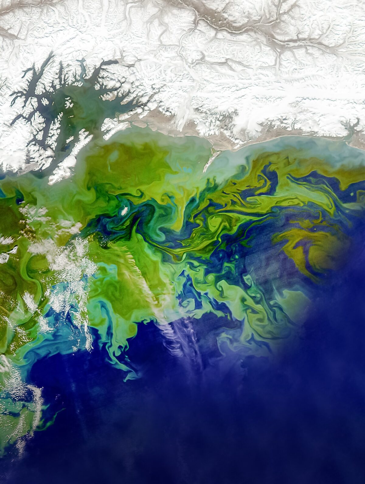 L'aumento della temperatura marina ha intensificato le fioriture del ...