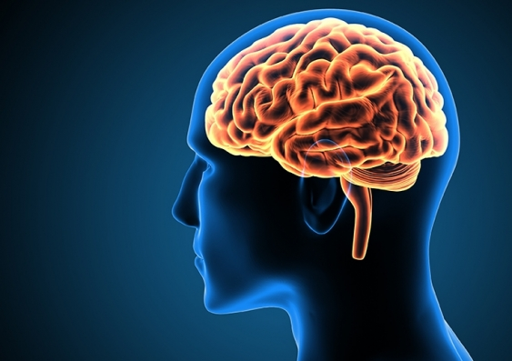 La forma del cervello influenza il suo funzionamento