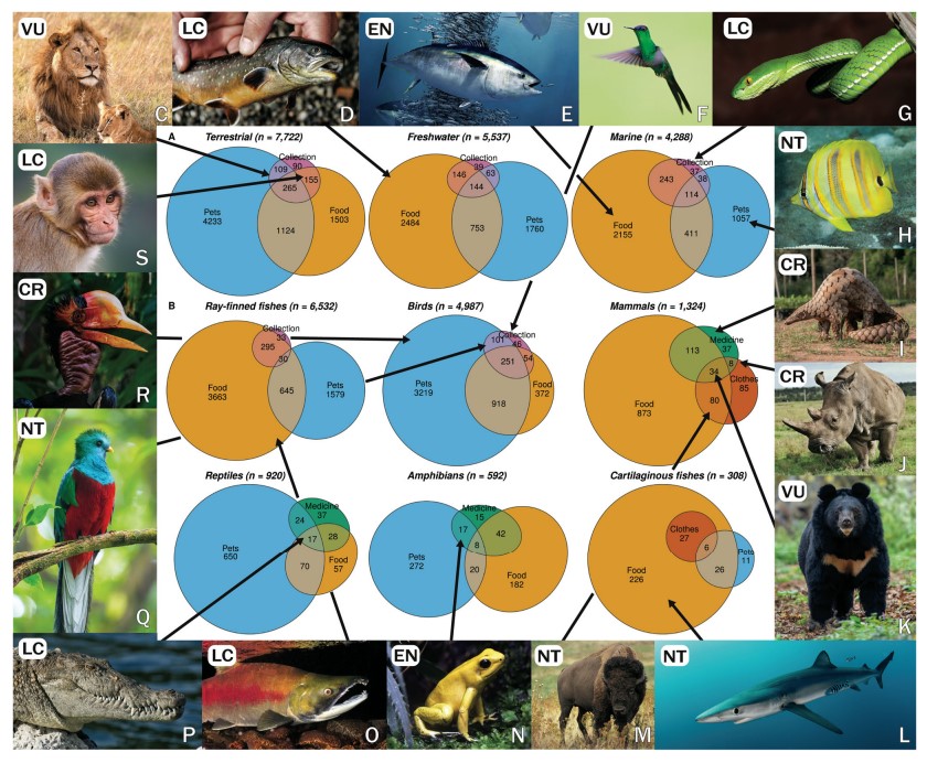 L'uomo utilizza o commercia un terzo di tutte le specie di vertebrati