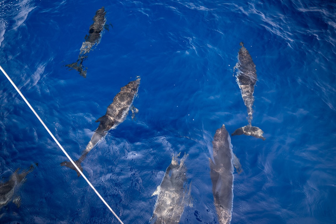 Cetacei alle isole pontine, la ricca biodiversità dell’arcipelago | FOTO
