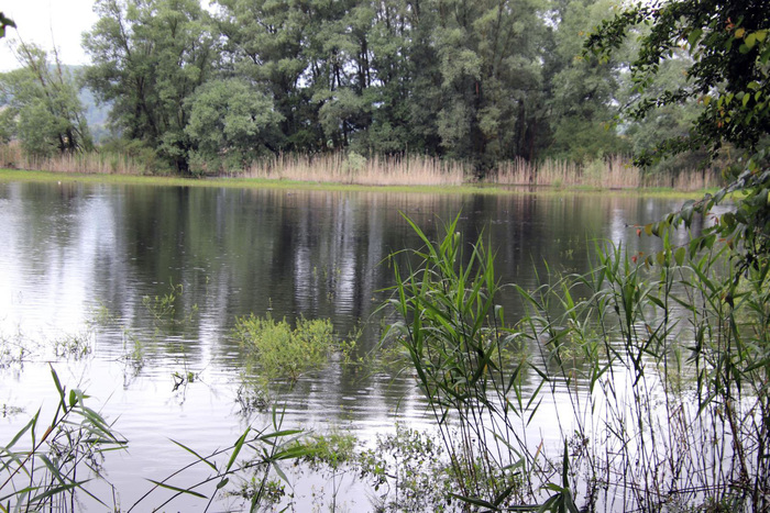 Primavera ed inizio estate piovosi: la palude di Colfiorito rifiorisce ...