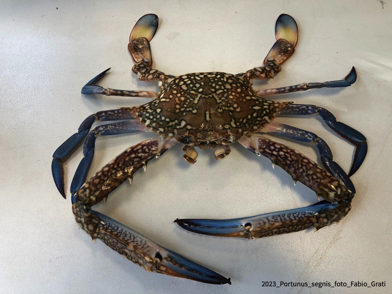 Individuata una seconda specie di granchio blu nel Mar Adriatico