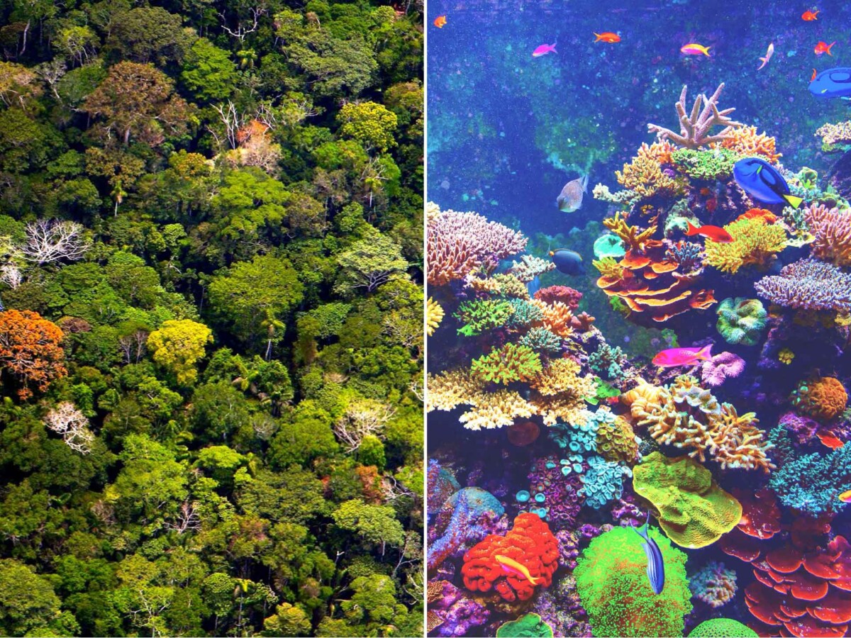 La biodiversità favorisce la stabilità degli ecosistemi