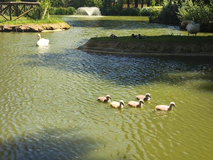 Si rinnova il miracolo della nascita dei cigni a Città di Castello