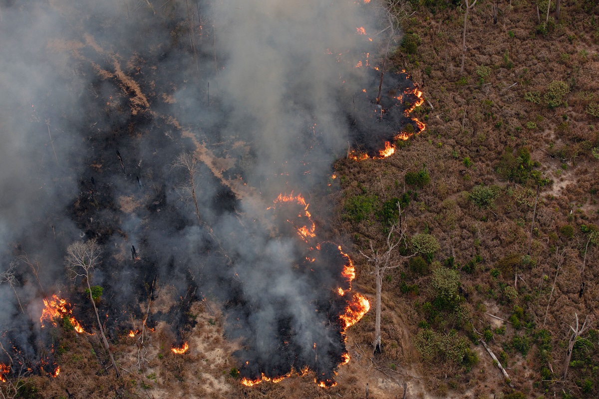 La deforestazione nell'Amazzonia brasiliana torna a crescere ...