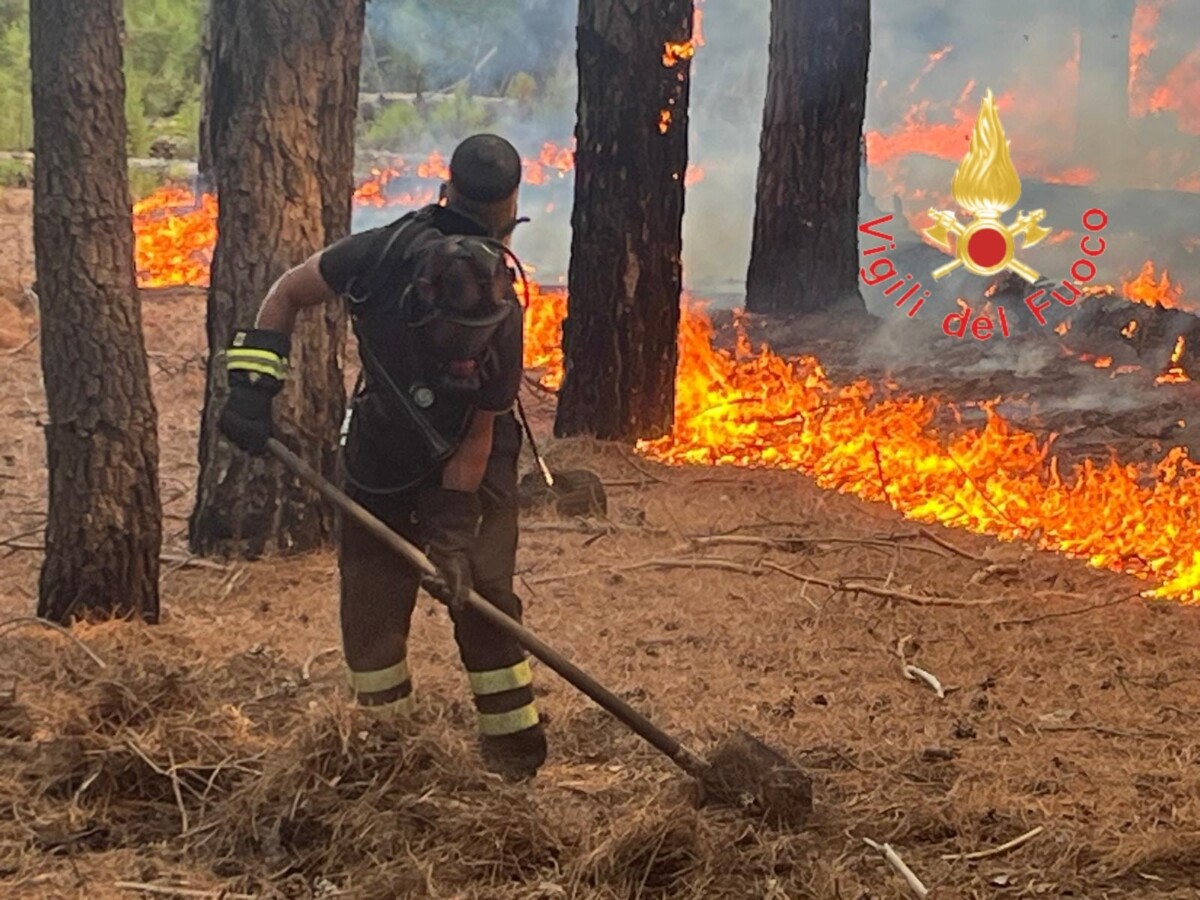 Incendi boschivi, ISPRA: Sicilia, Calabria e Sardegna le più colpite ...