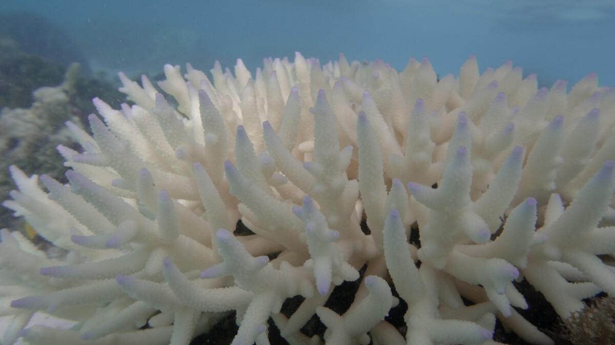 Allarme in Australia: il caldo "cuoce" i coralli della barriera di Ningaloo