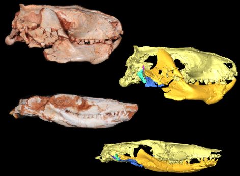 La mascella che cambia tutto: un fossile riscrive la storia evolutiva