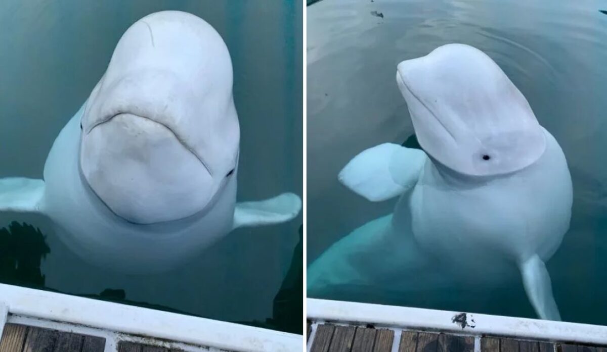 Svelato il mistero di Hvaldimir, la balena beluga 'spia' russa