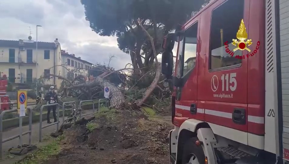 Maltempo Toscana, grosso pino cade a Firenze dopo le forti piogge