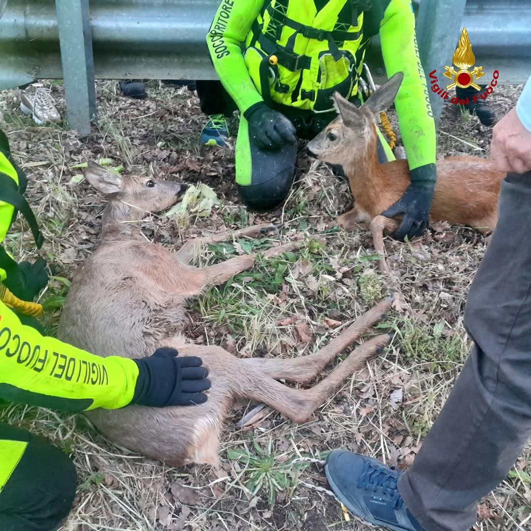 Salvataggio spettacolare in Molise: due caprioli salvati dai VVF