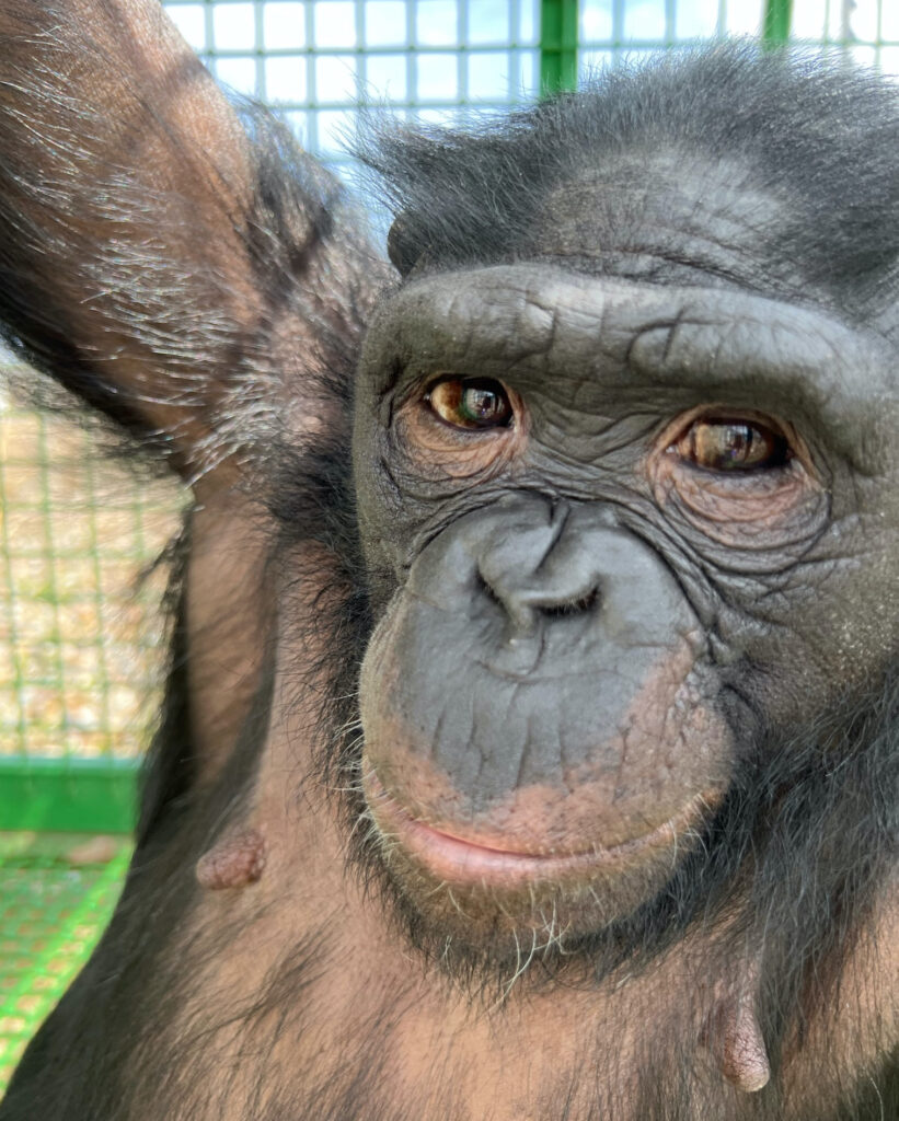 La risata dei bonobo: come un'emozione influenza le decisioni