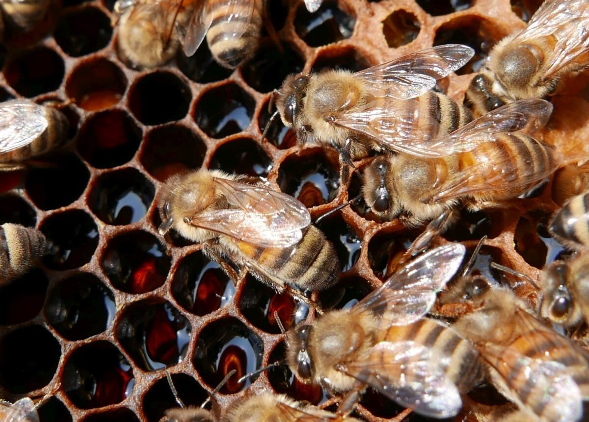Ape mellifera selvatica, un passo avanti per la sua salvaguardia