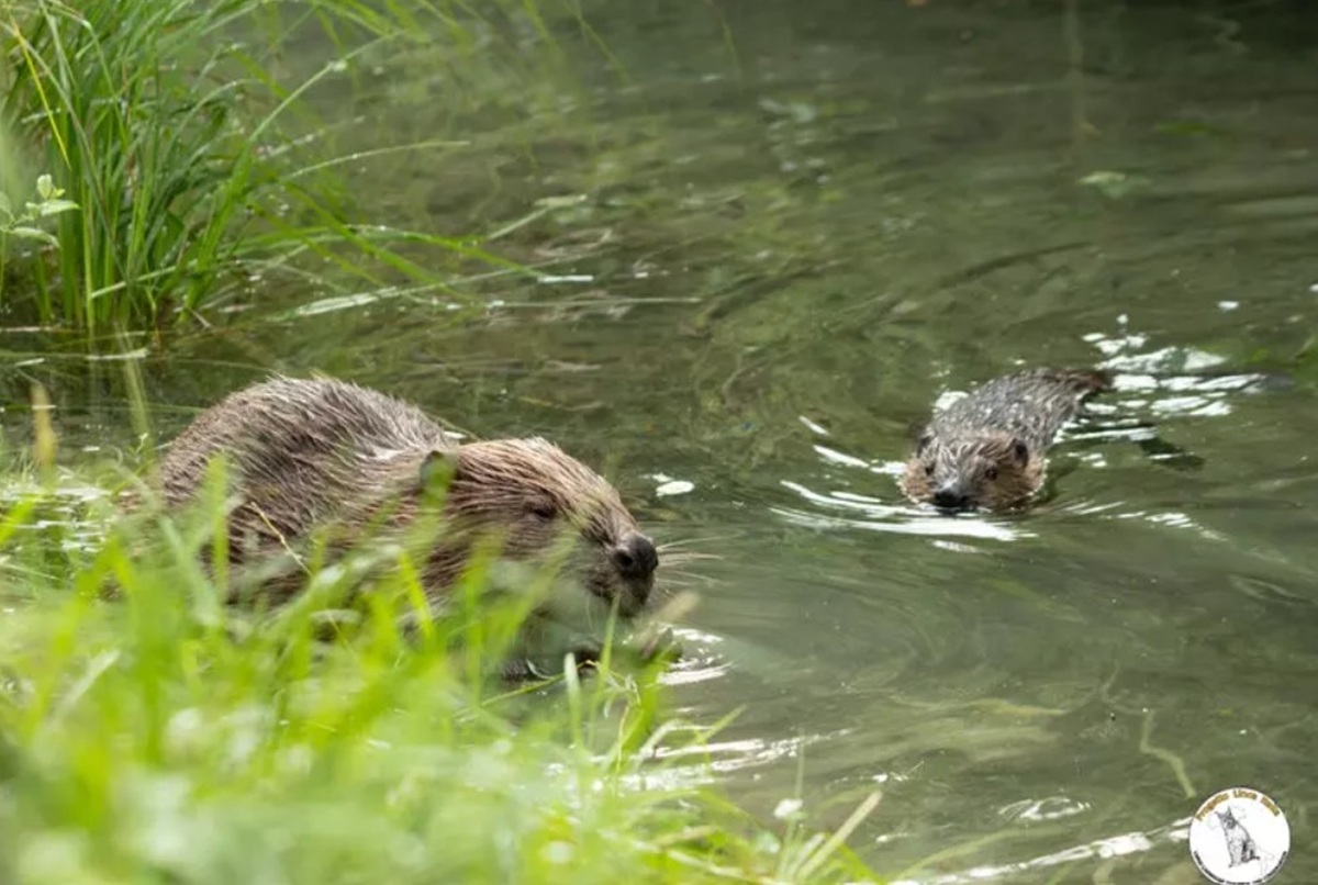 L''ingegnere della natura', il castoro si prende la scena nel Tarvisiano