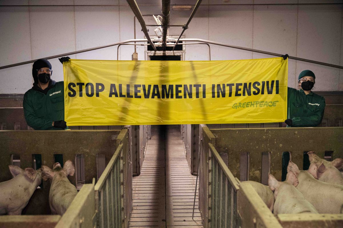 Allevamenti intensivi: la nuova denuncia di Greenpeace in Emilia ...