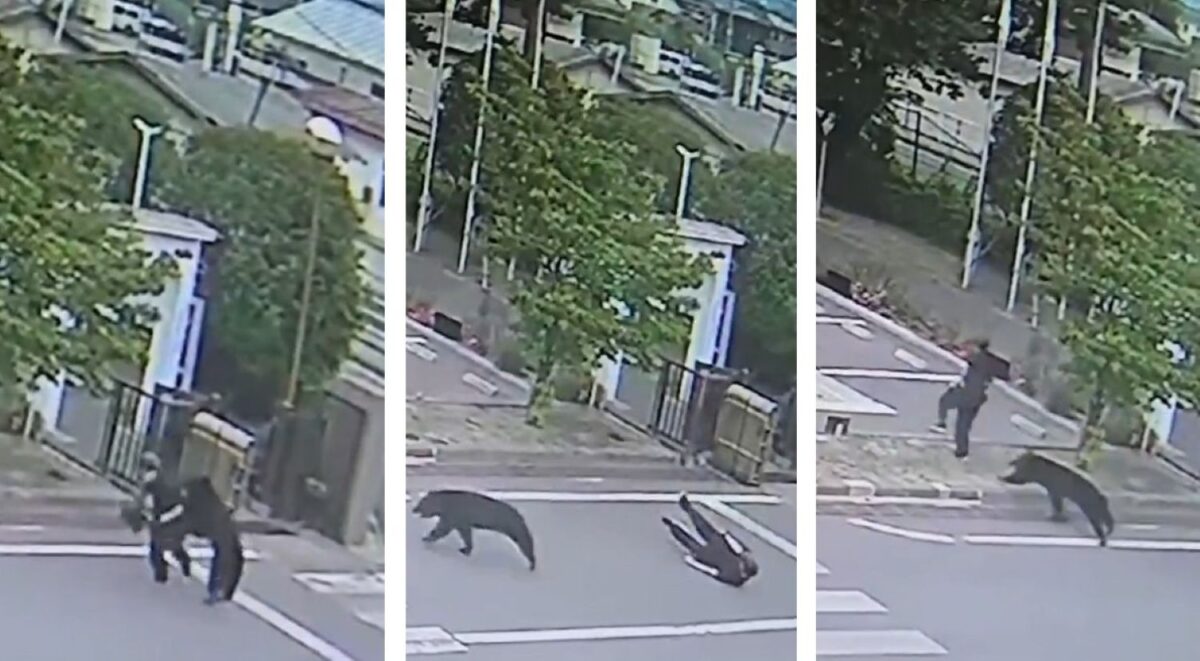 Quattro persone ferite da un orso in strada: il VIDEO pazzesco dell'attacco