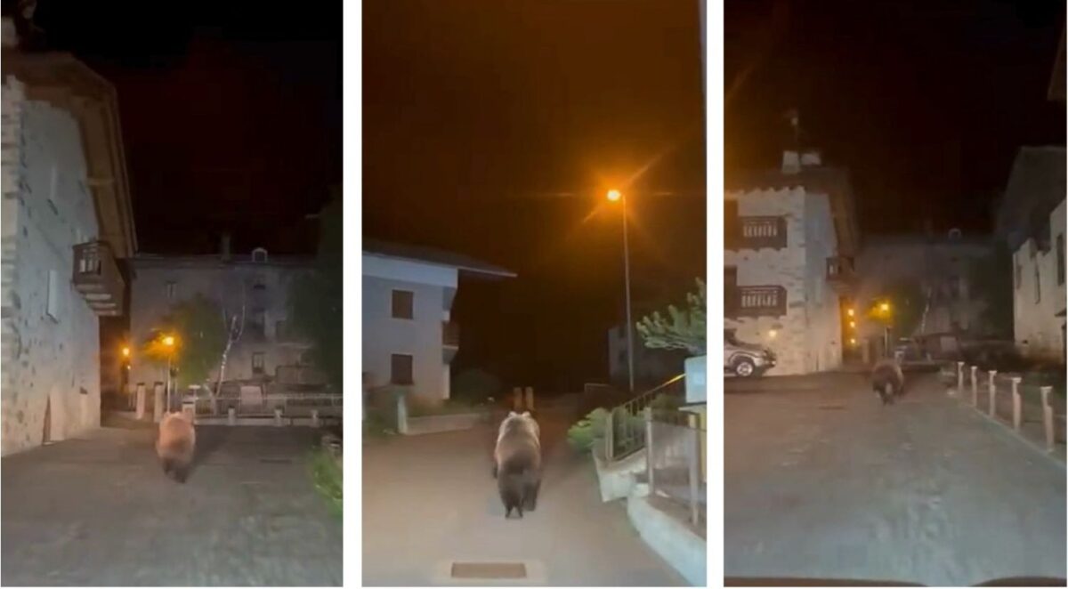 Orso corre tra le vie di Oga nella notte: il VIDEO girato sopra Bormio ...
